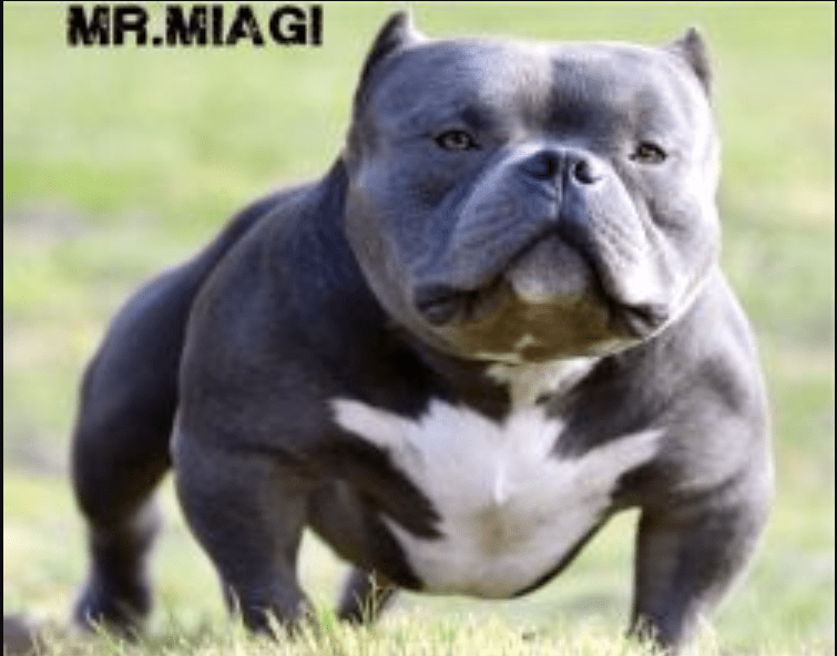 Males Archives - CapCity Bullys