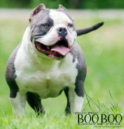 Latest News Archives - CapCity Bullys