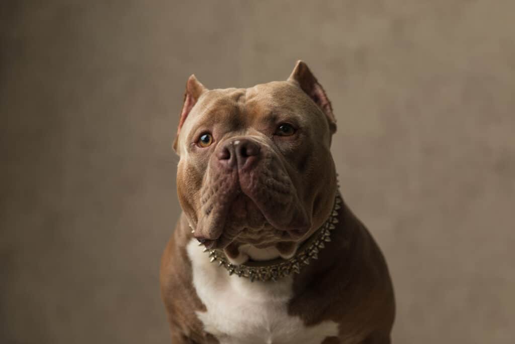 The History of the American Bully Part 1 – Where Does the Breed Come ...