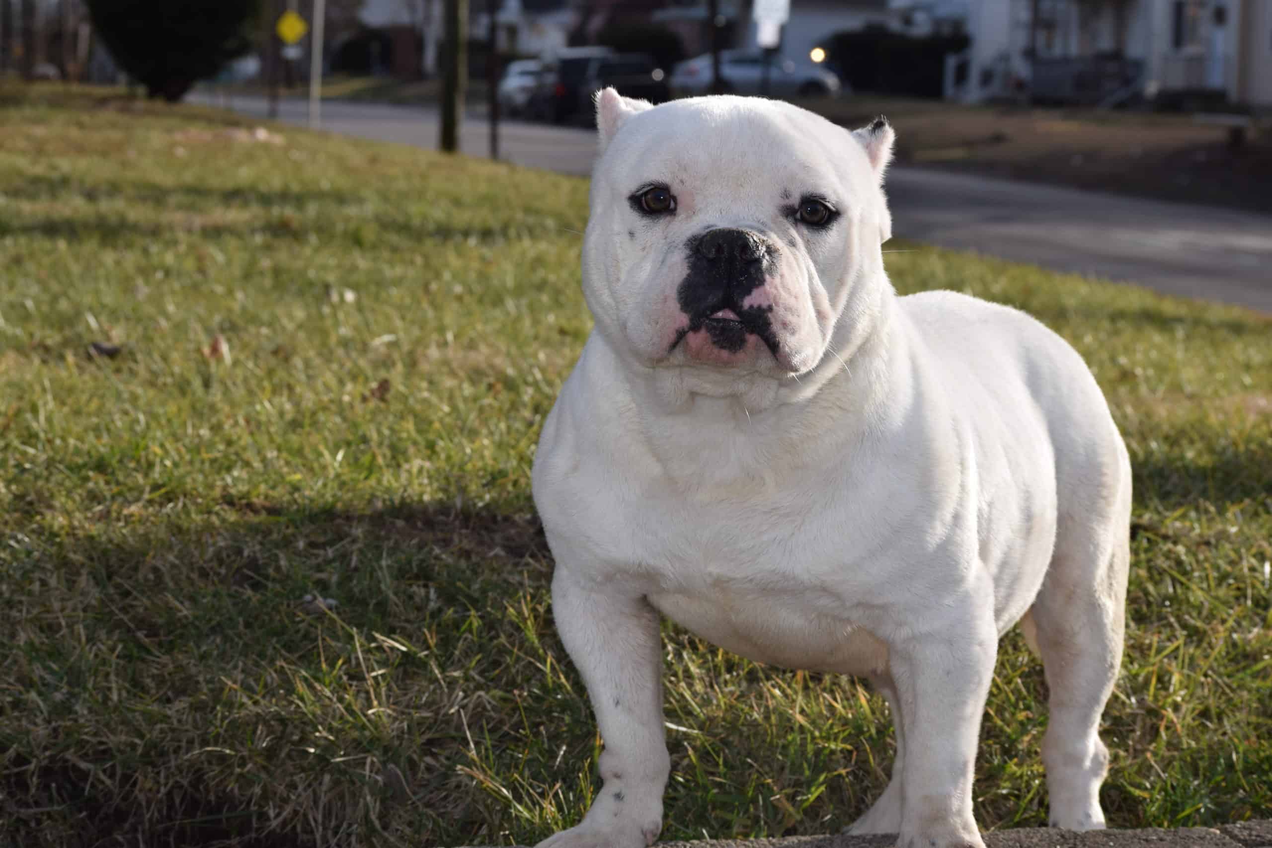 Latest News Archives - CapCity Bullys