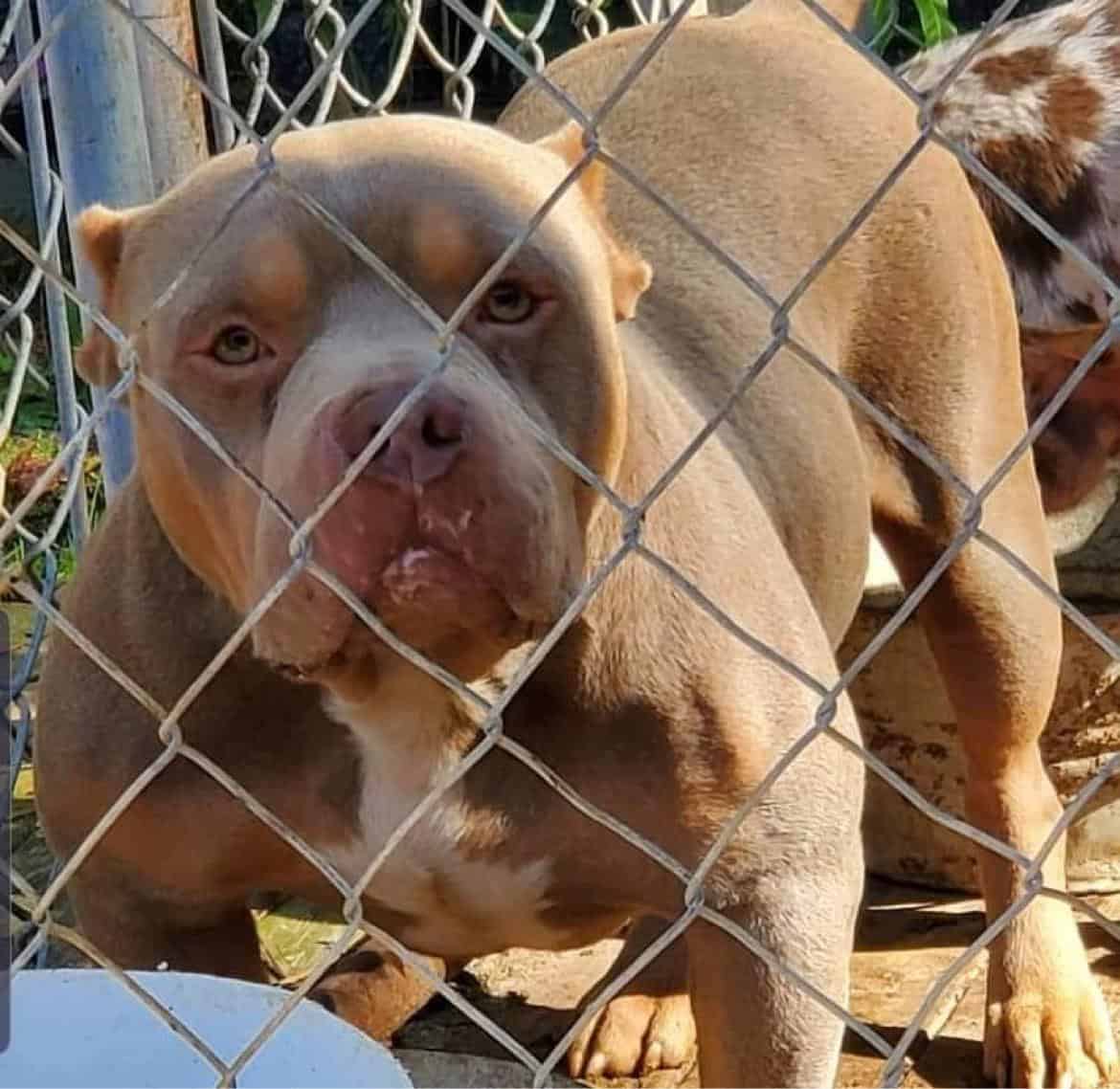 american bully puppies for sale Archives - CapCity Bullys