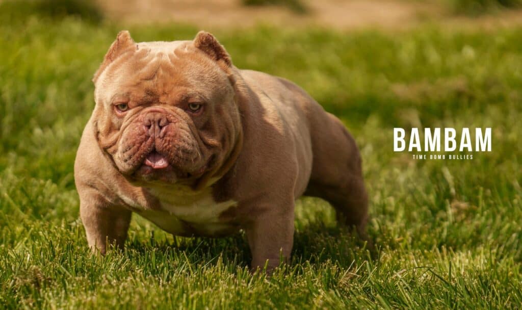 Latest News Archives - CapCity Bullys