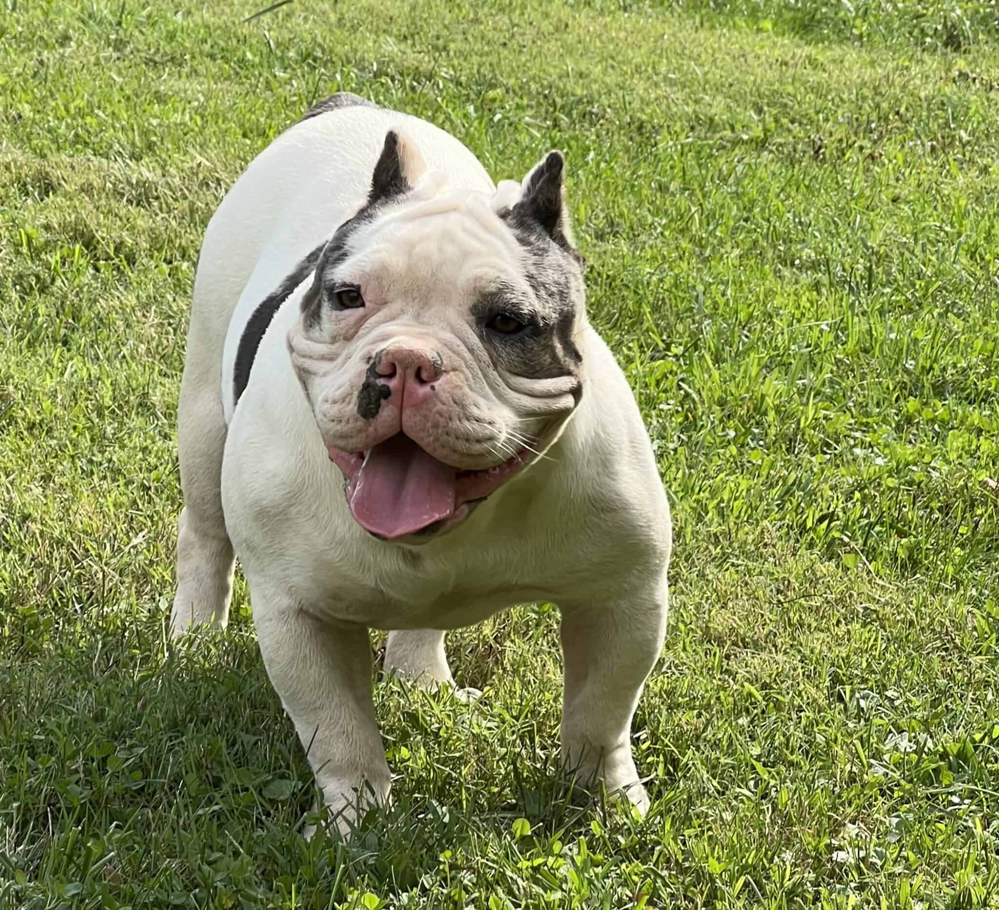 Pocket American Bully & Merle Bully Puppy Breeder In Erie, PA