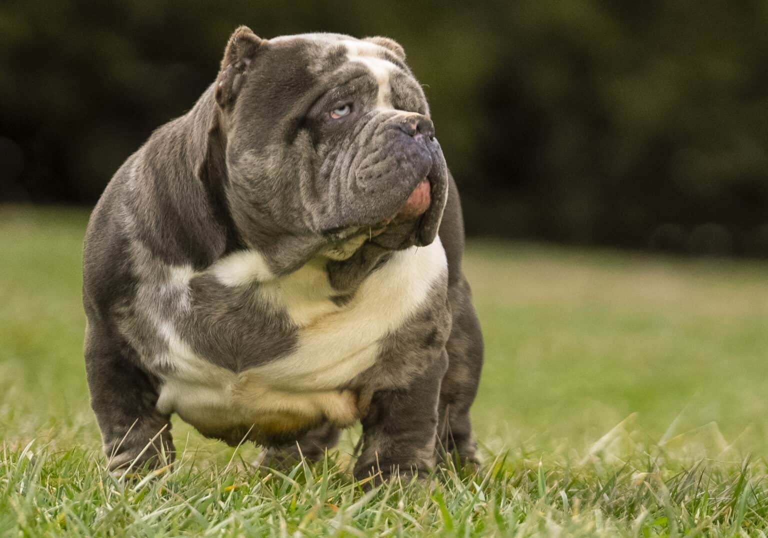 Pocket American Bully & Merle Bully Puppy Breeder In Erie, PA