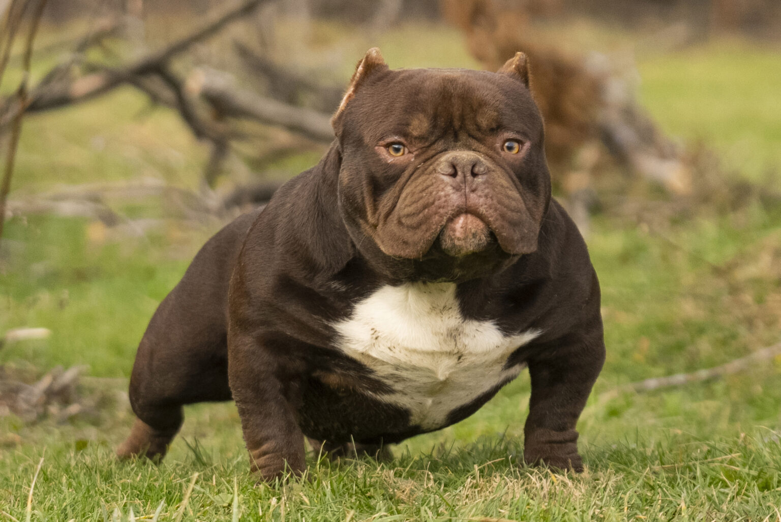 Pocket American Bully & Merle Bully Puppy Breeder In Erie, PA
