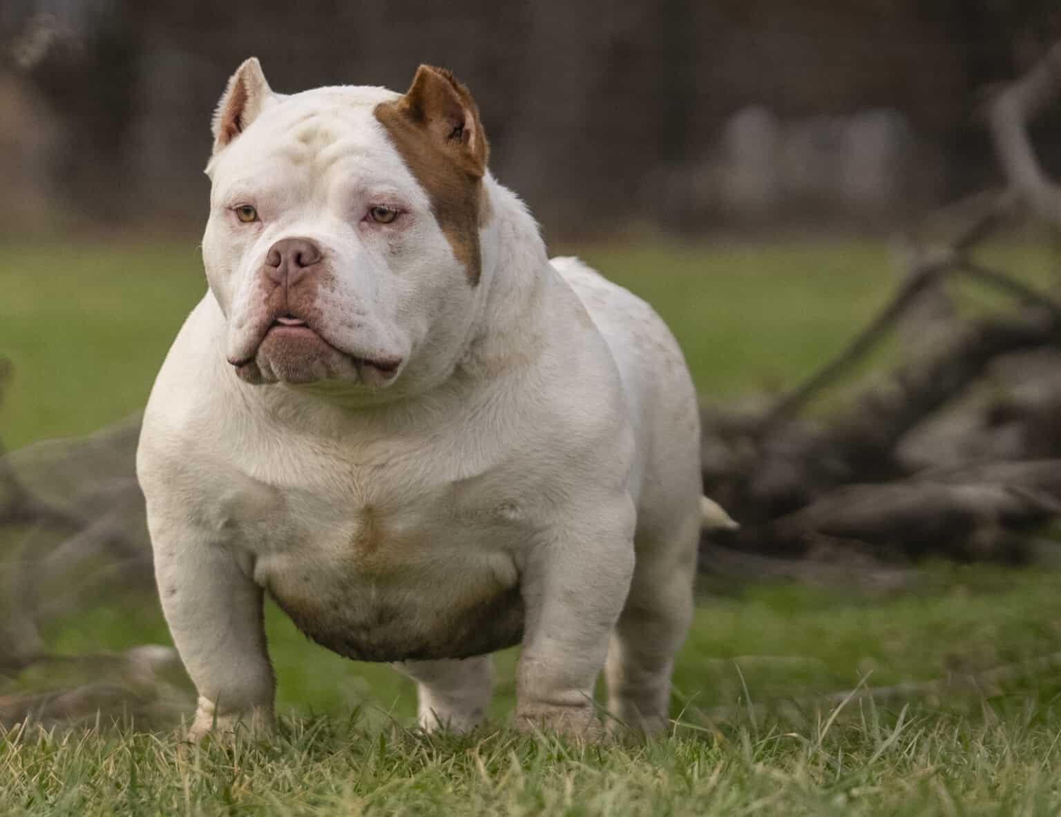 Male American Bully, Bully & Micro Bully Puppy Breeder In Erie, PA