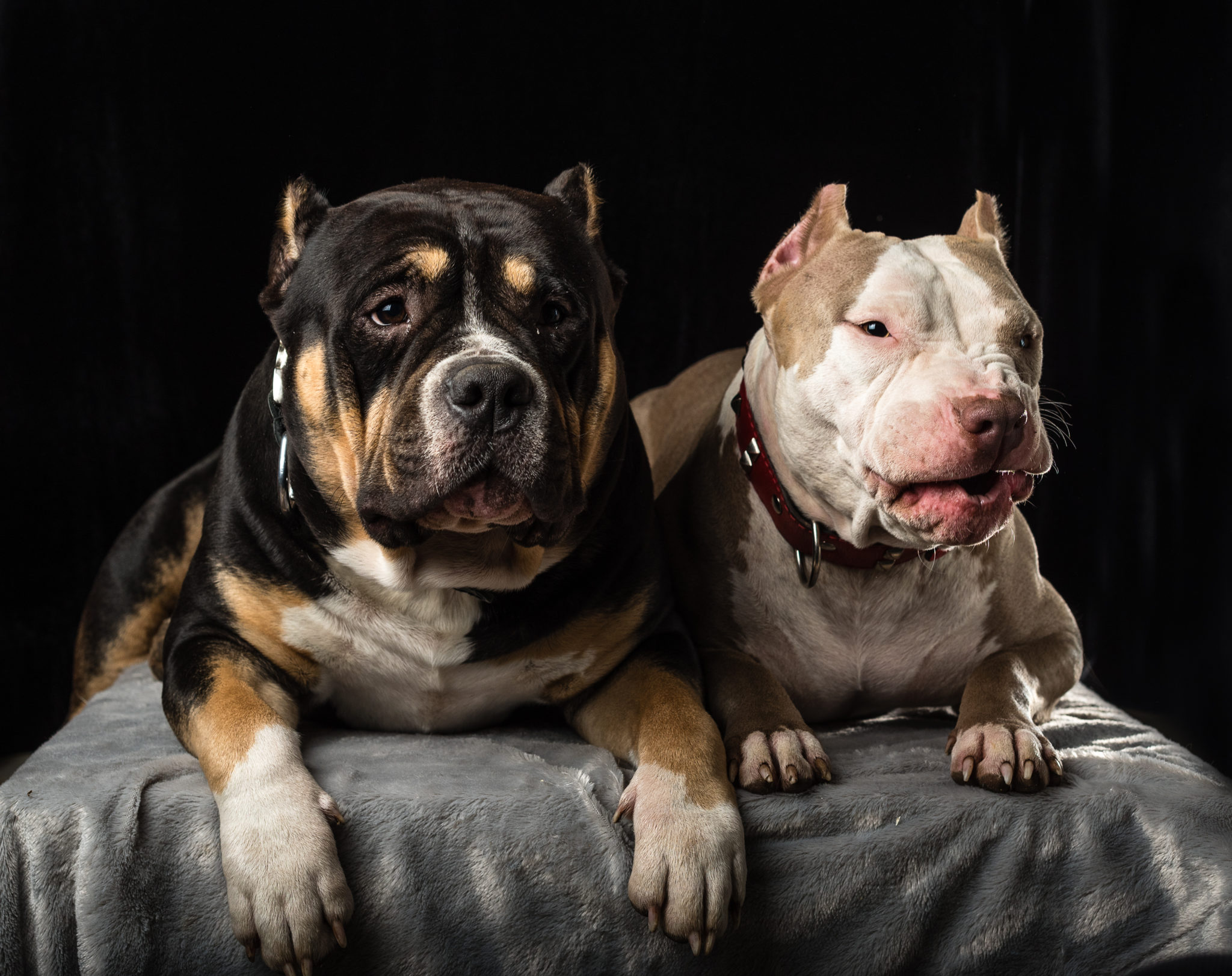 DOG BREEDS IN THE AMERICAN BULLY – TRAITS AND TEMPERAMENT – CapCity Bullys