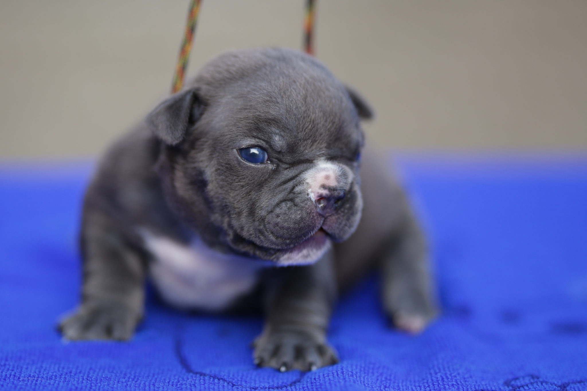 WHAT SHOULD AMERICAN BULLYS EAT – CapCity Bullys