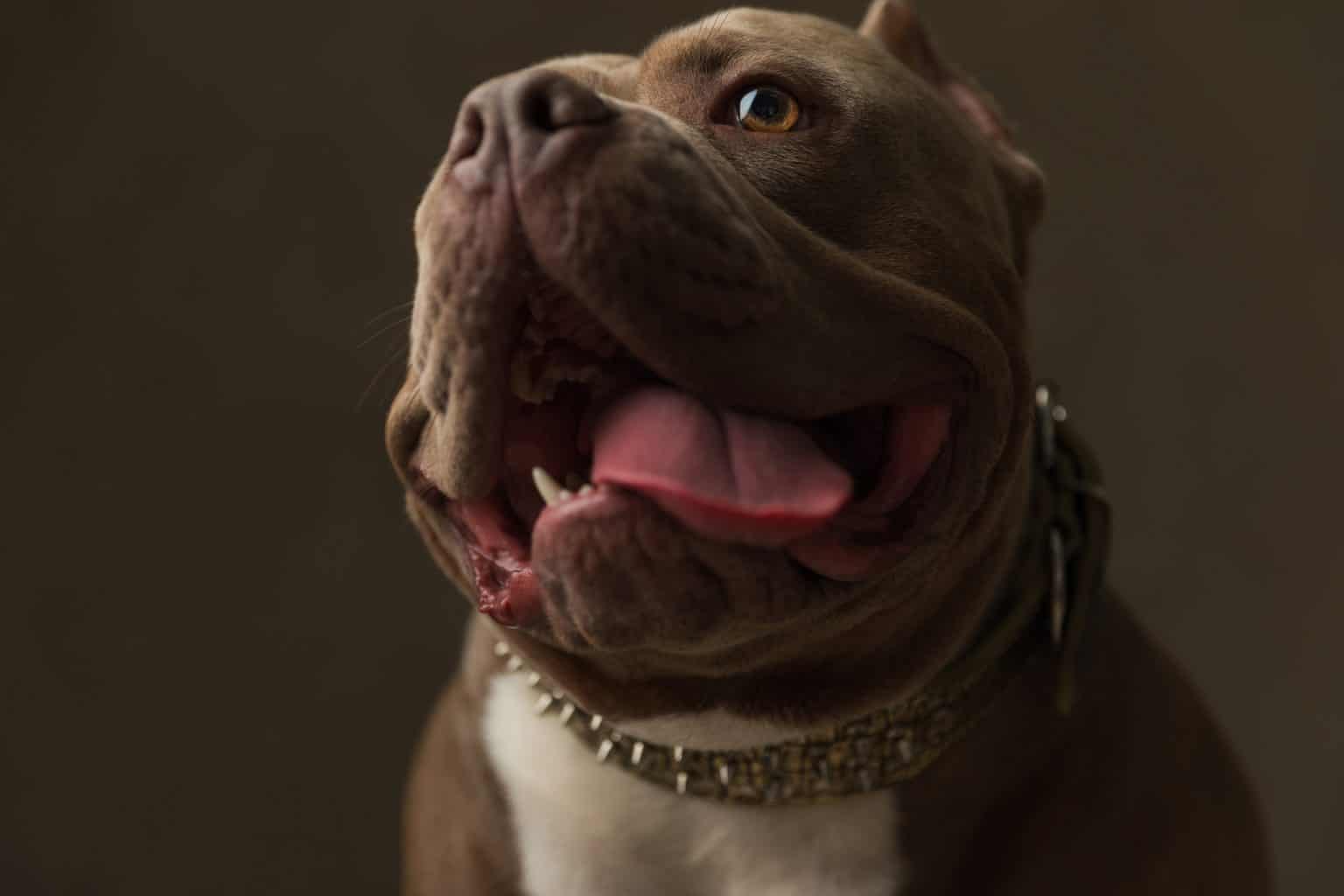 WHICH AMERICAN BULLY IS RIGHT ( FOR YOU ) – CapCity Bullys