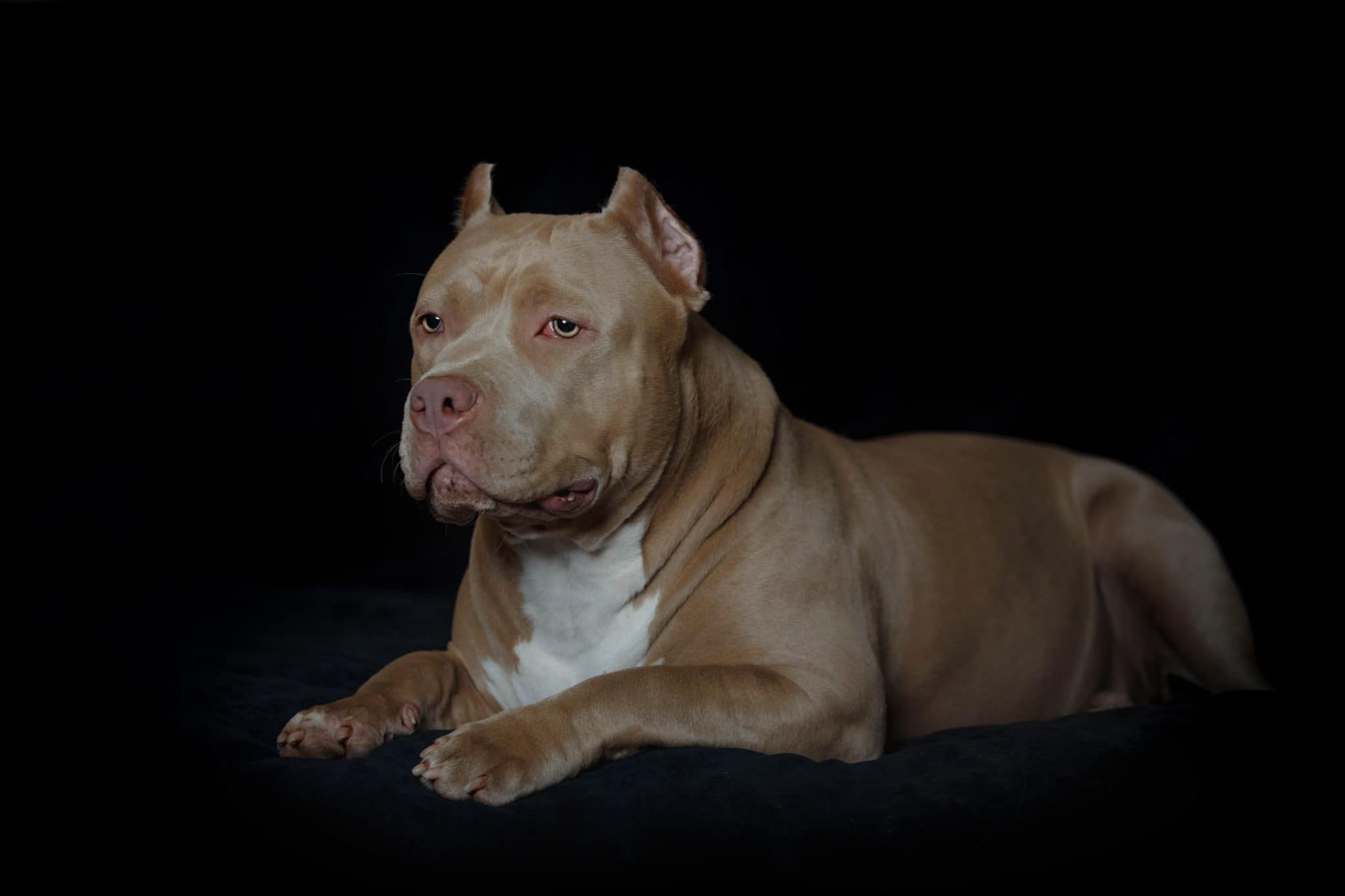 WHICH AMERICAN BULLY IS RIGHT ( FOR YOU ) – CapCity Bullys