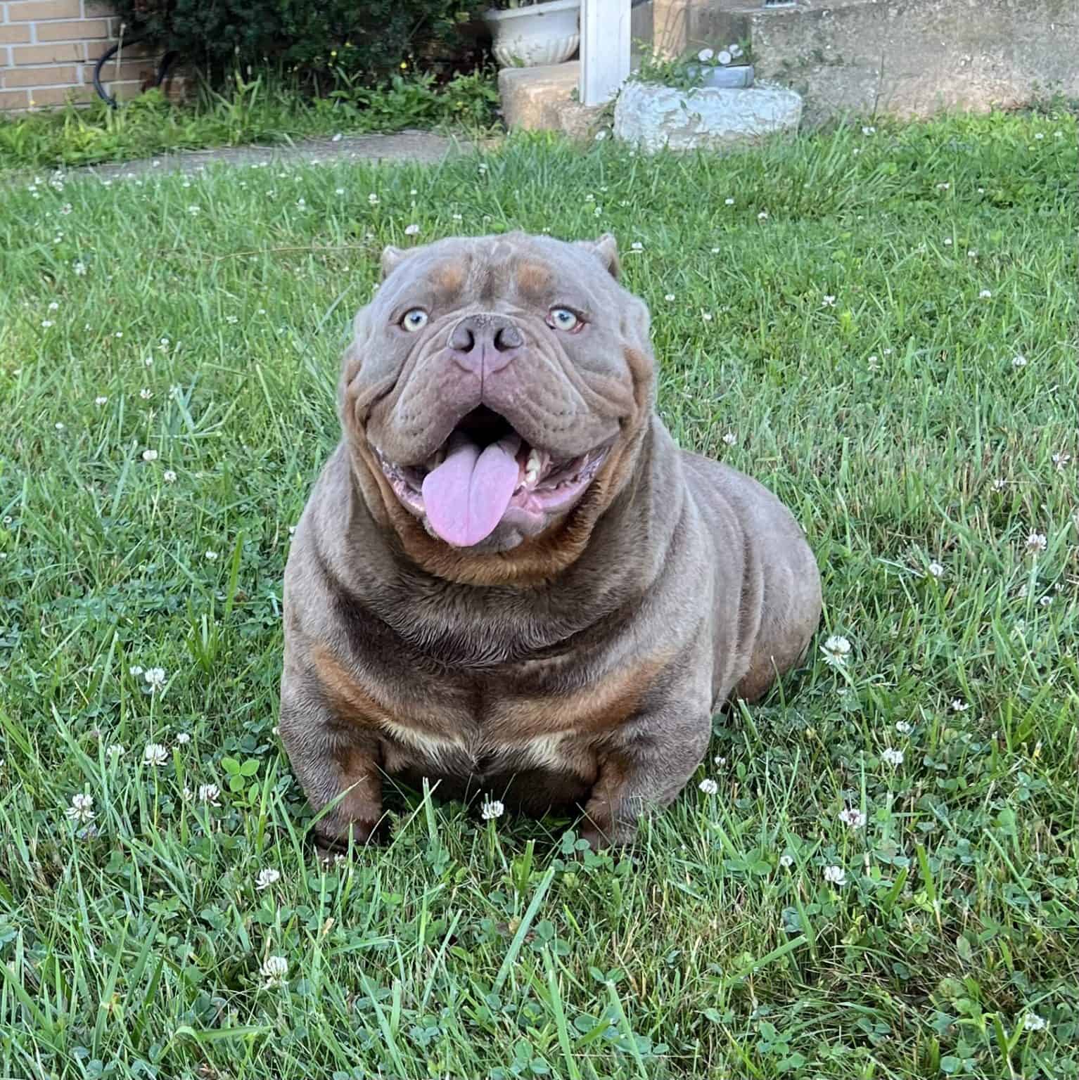 Female American Bully Dogs in Erie, PA – CapCity Bullys