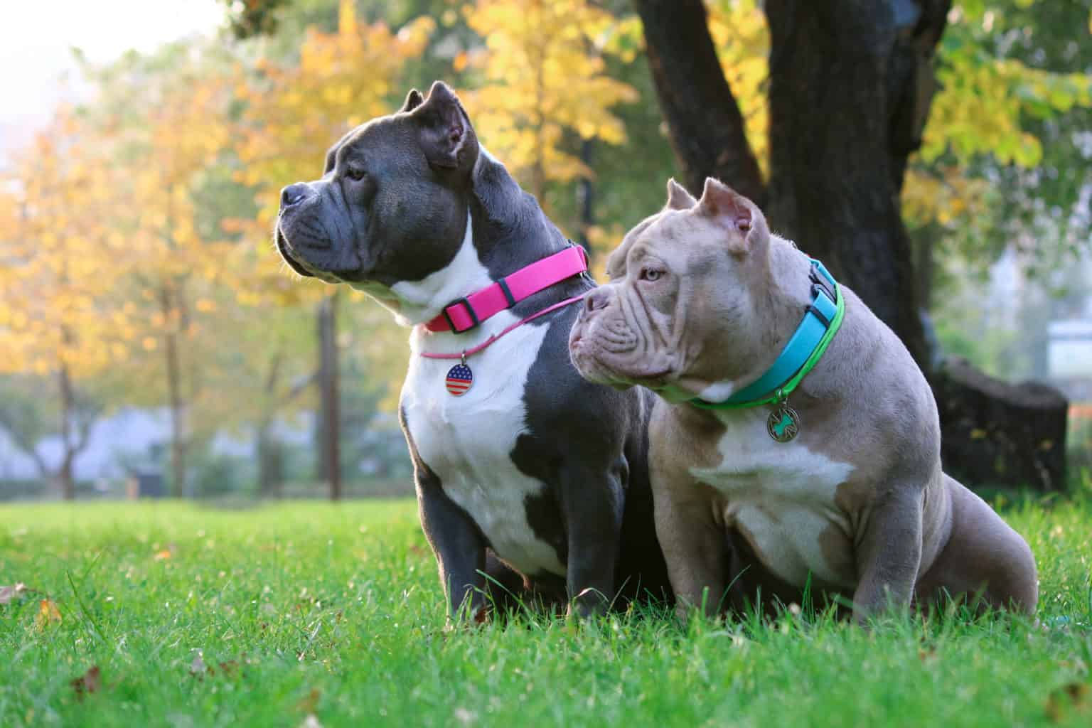 WHICH AMERICAN BULLY IS RIGHT ( FOR YOU ) – CapCity Bullys