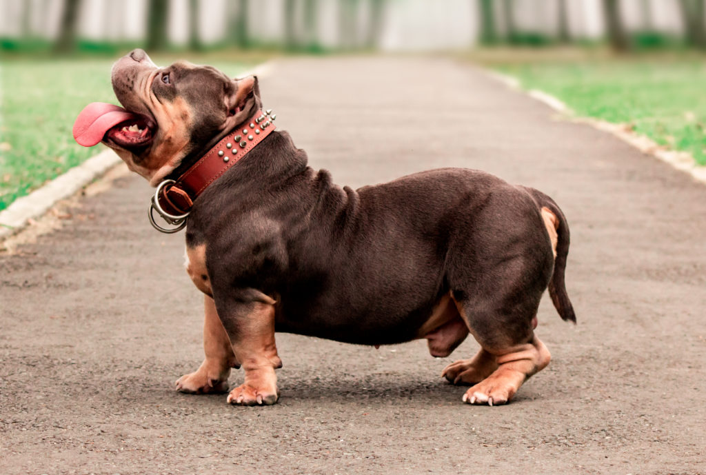 Micro Bully vs Pocket Bully: Essential Guide | The Differences