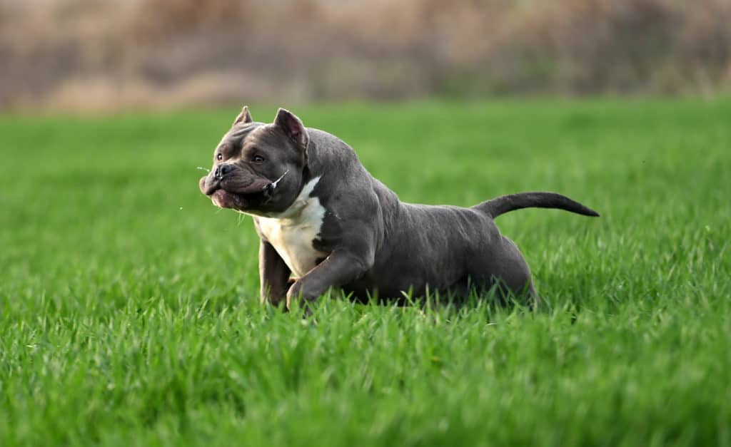 Micro Bully vs Pocket Bully: Essential Guide | The Differences