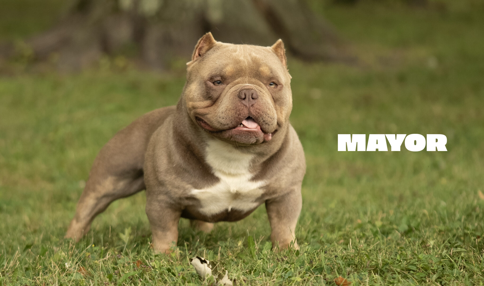 🔥 Mayor × Bella Breeding – Pups Due October 23rd, 2025 🔥 - Capcity ...