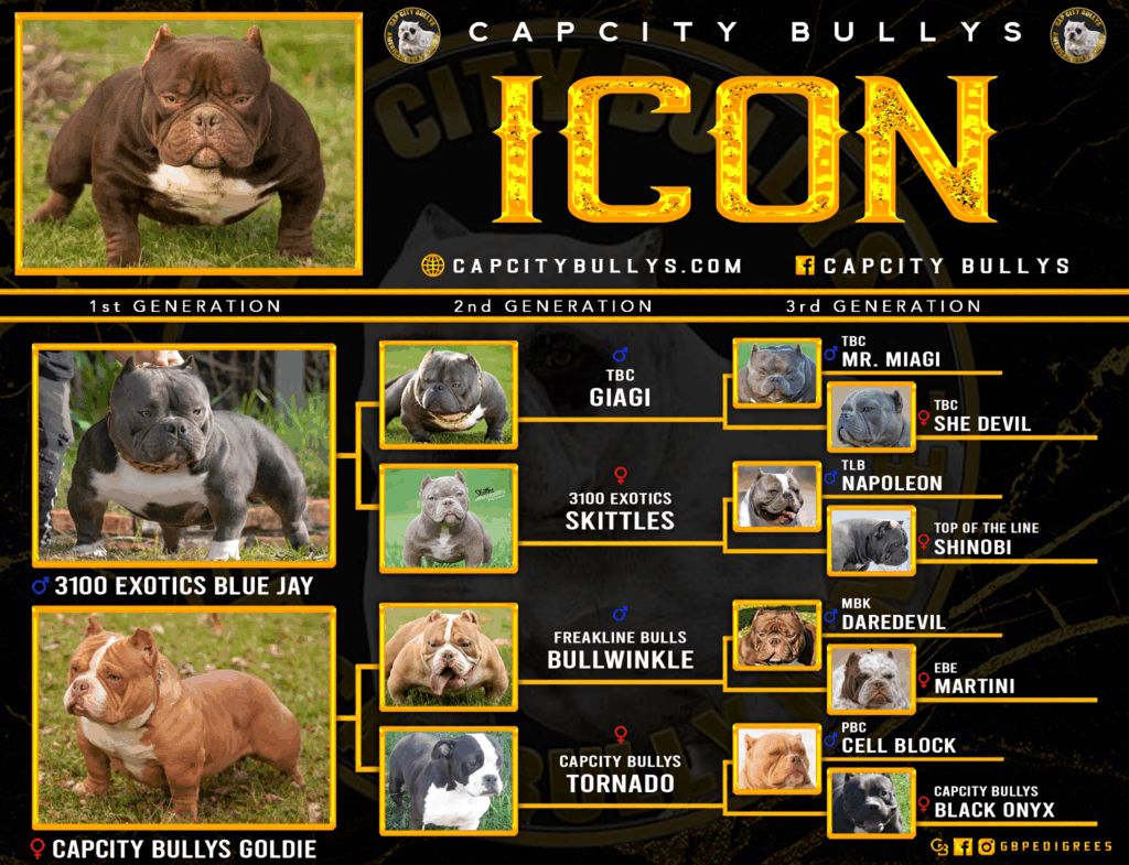 How to Tell If Your Bully Has a Strong Pedigree - Capcity Bullys