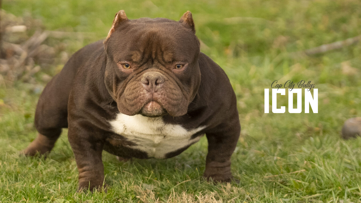 American Bully Mr. Miagi: Legacy, Offspring, and His Lasting Impact on ...