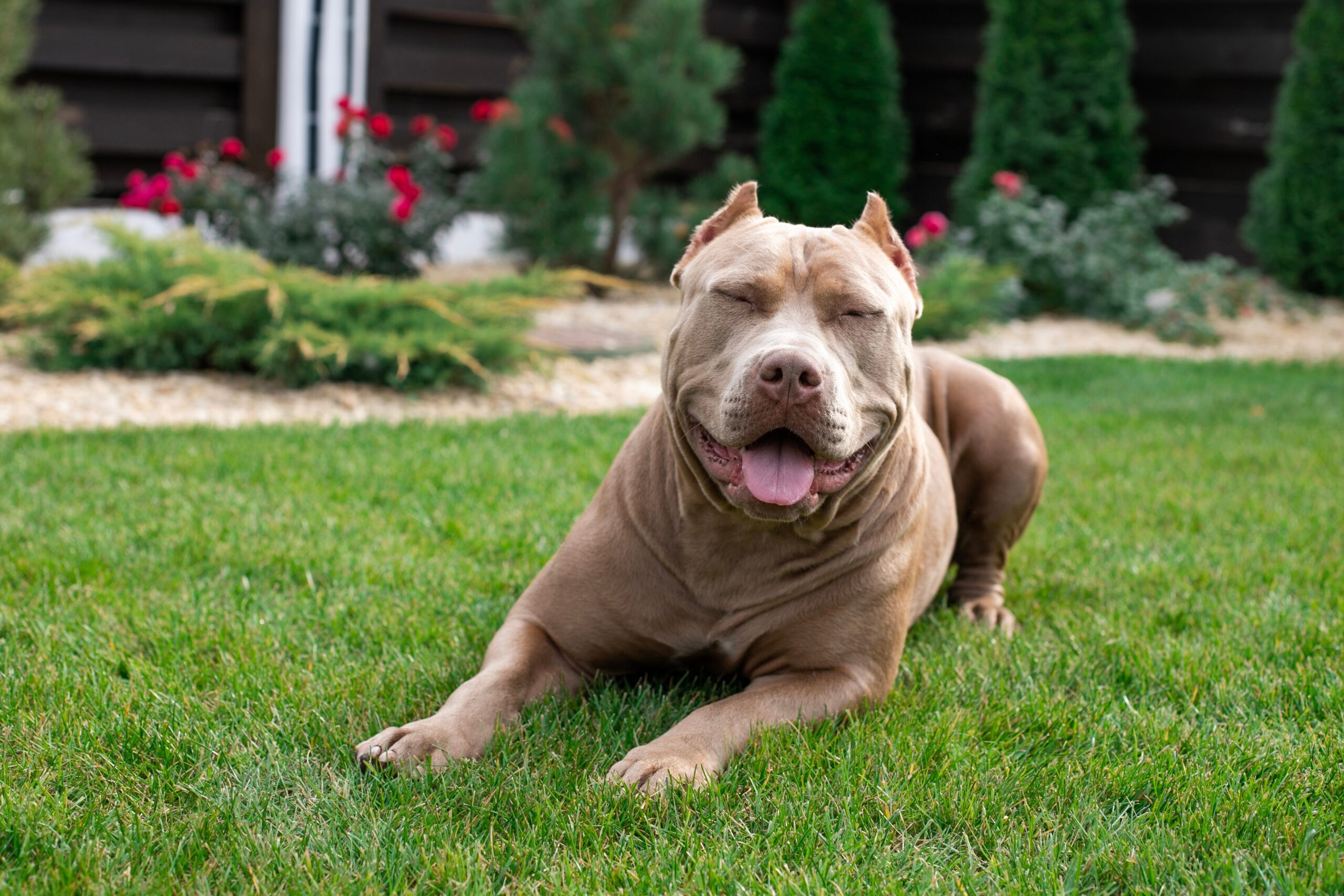 American Bully Puppies in California | Capcity Bullys