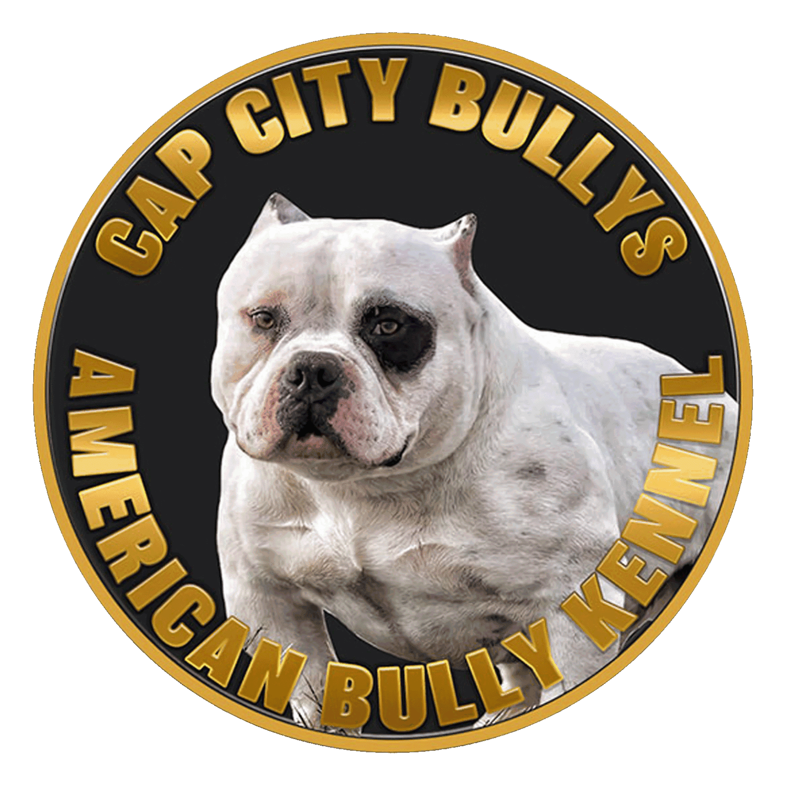 What Is a Micro Bully? Everything You Need to Know About This Compact ...