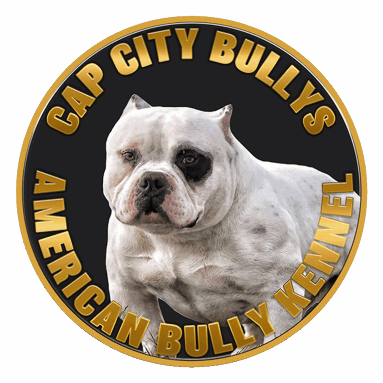 What Is a Micro Bully? Everything You Need to Know About This Compact ...
