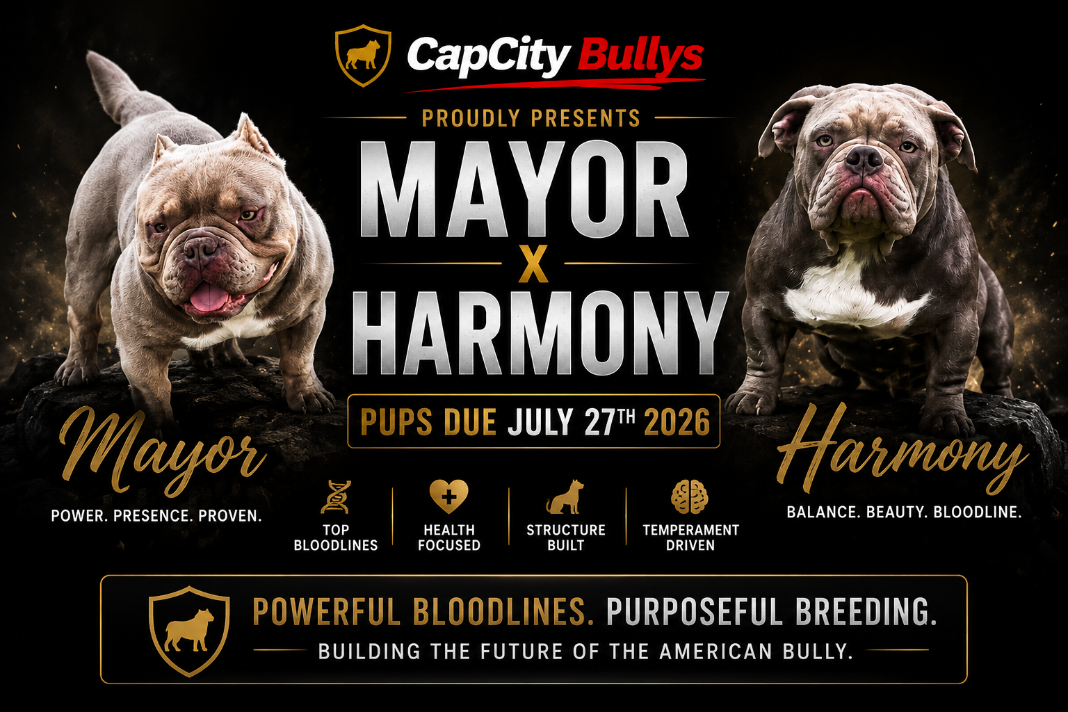 Mayor × Harmony Micro Bully Puppies Due July 27th, 2026
